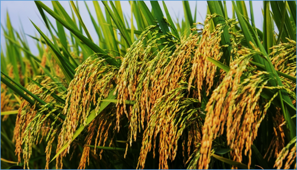 Advances in Rice Crop Breeding and Biotechnology: Techniques Driving ...