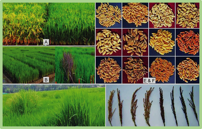 Creation of new rice germplasm with cross-resistance to auxin ...