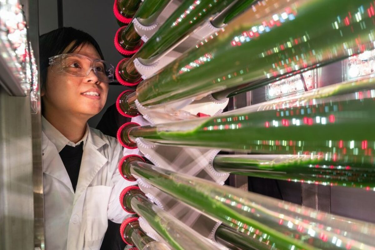 Engineered Algae Captures Microplastics from Water