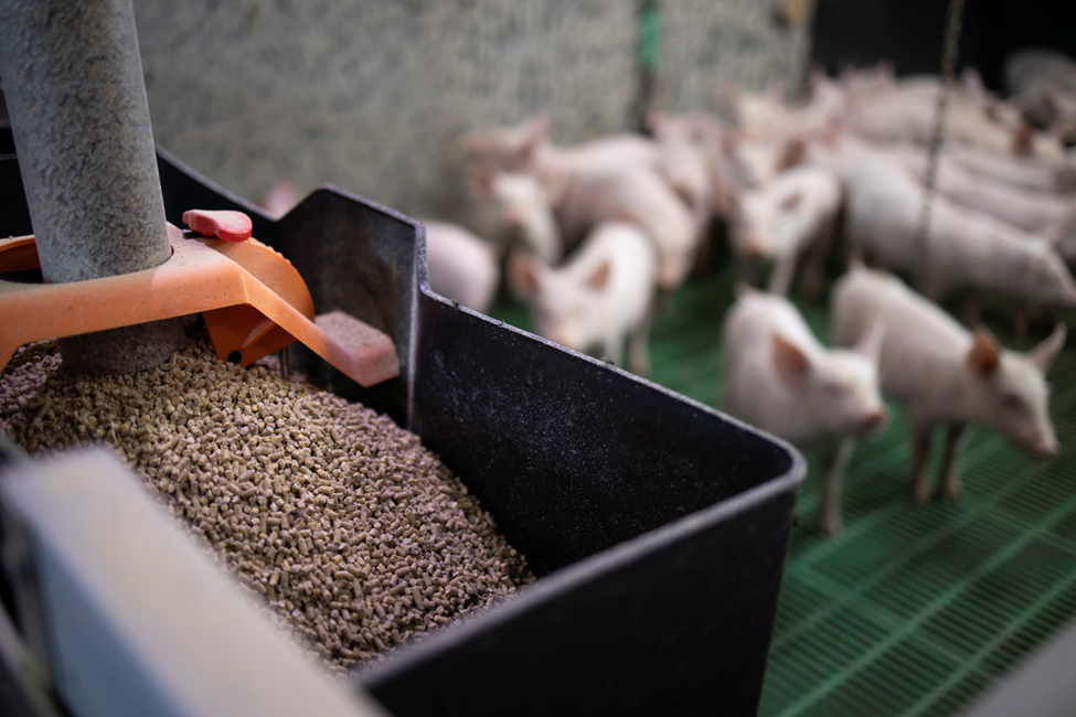 FAO Calls for Building Safe, Sustainable, and Equitable Animal Feed Systems
