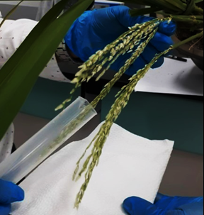 Floral Dip-Based Gene Editing Boosts Indica Rice Resistance to Tungro