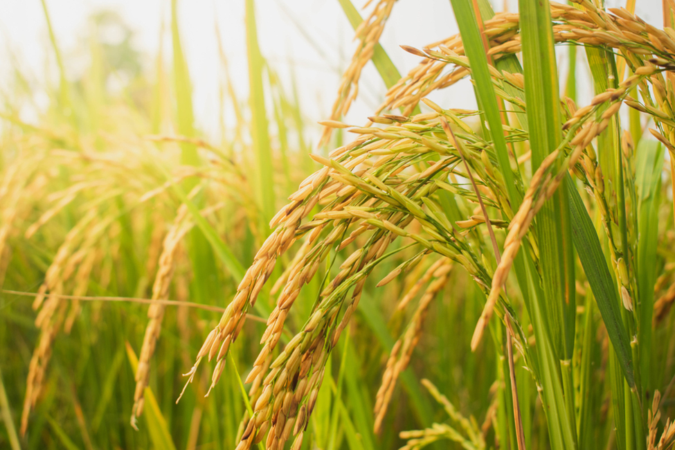 Gene-edited Japonica Rice Shows Improved Grain Size and Heat Resilience