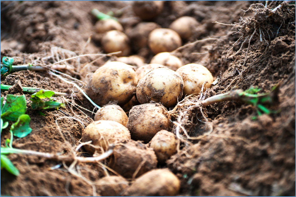 Gene Editing Produces Transgene-Free Potato with Reduced Postharvest ...