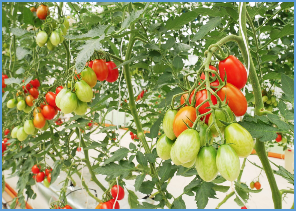Genome-Edited High-GABA Tomato Completes Singapore Food Agency (SFA ...