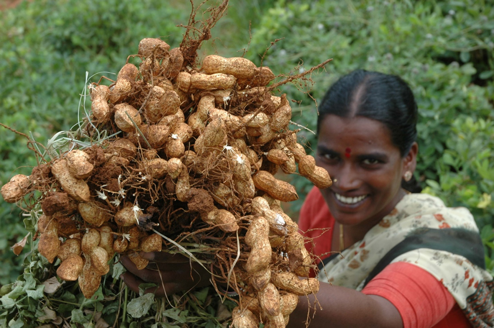 Groundnut Breeding at ICRISAT Delivers Strong Yield Gains: Genetic Gain ...