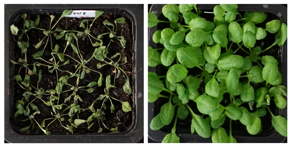 Heidelberg University Researchers Discover Plant's Drought-Survival ...