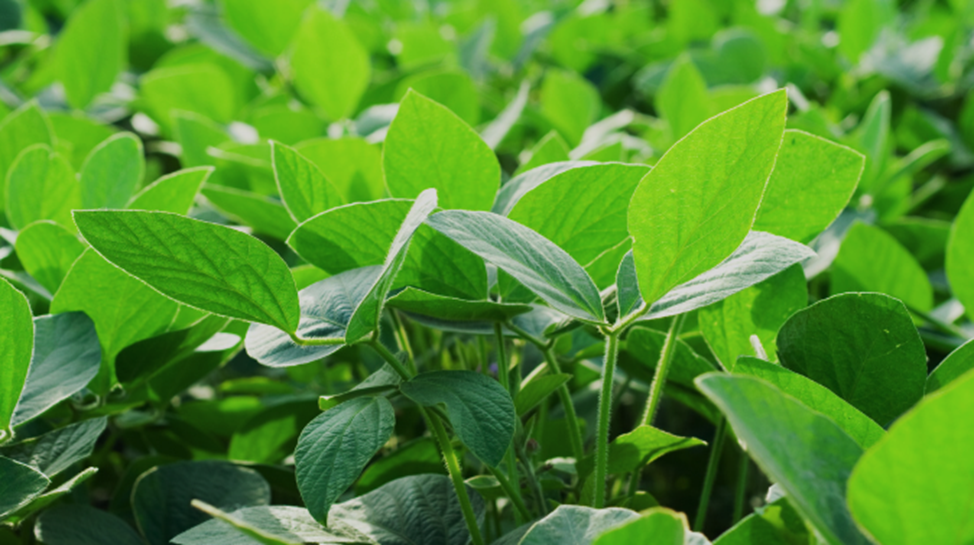 Identification and field validation of QTLs for soybean red crown rot ...