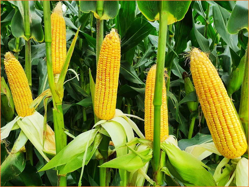 Metabolomics and Transcriptomic Analysis Revealed the Response ...