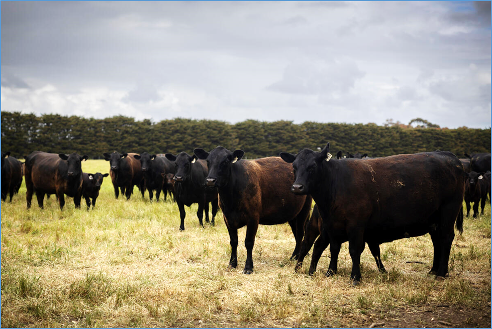 New FAO guidance on assessing food safety risks related to ...