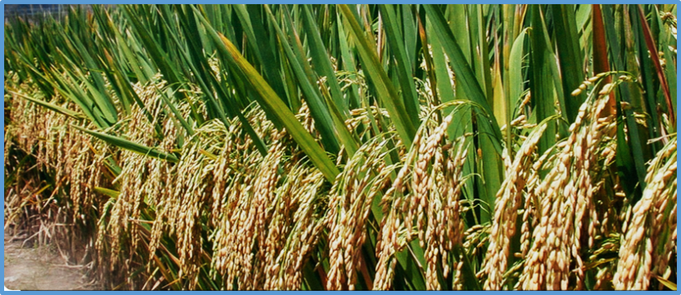 Reduced leaf width increases photosynthetic rate without improving ...