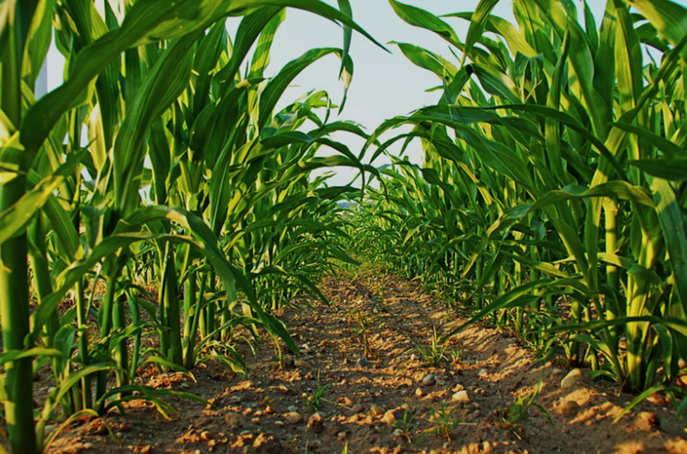 The regulatory role of ZmSTOMAGEN1/2 in maize stomatal development is ...